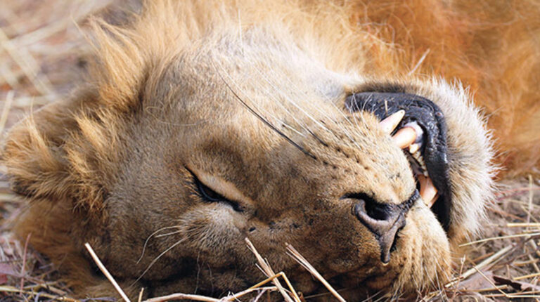 The Northern Lion in Danger | Faro Safaris